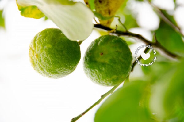 30+ Dominican Fruits - From Aguacate to Zapote